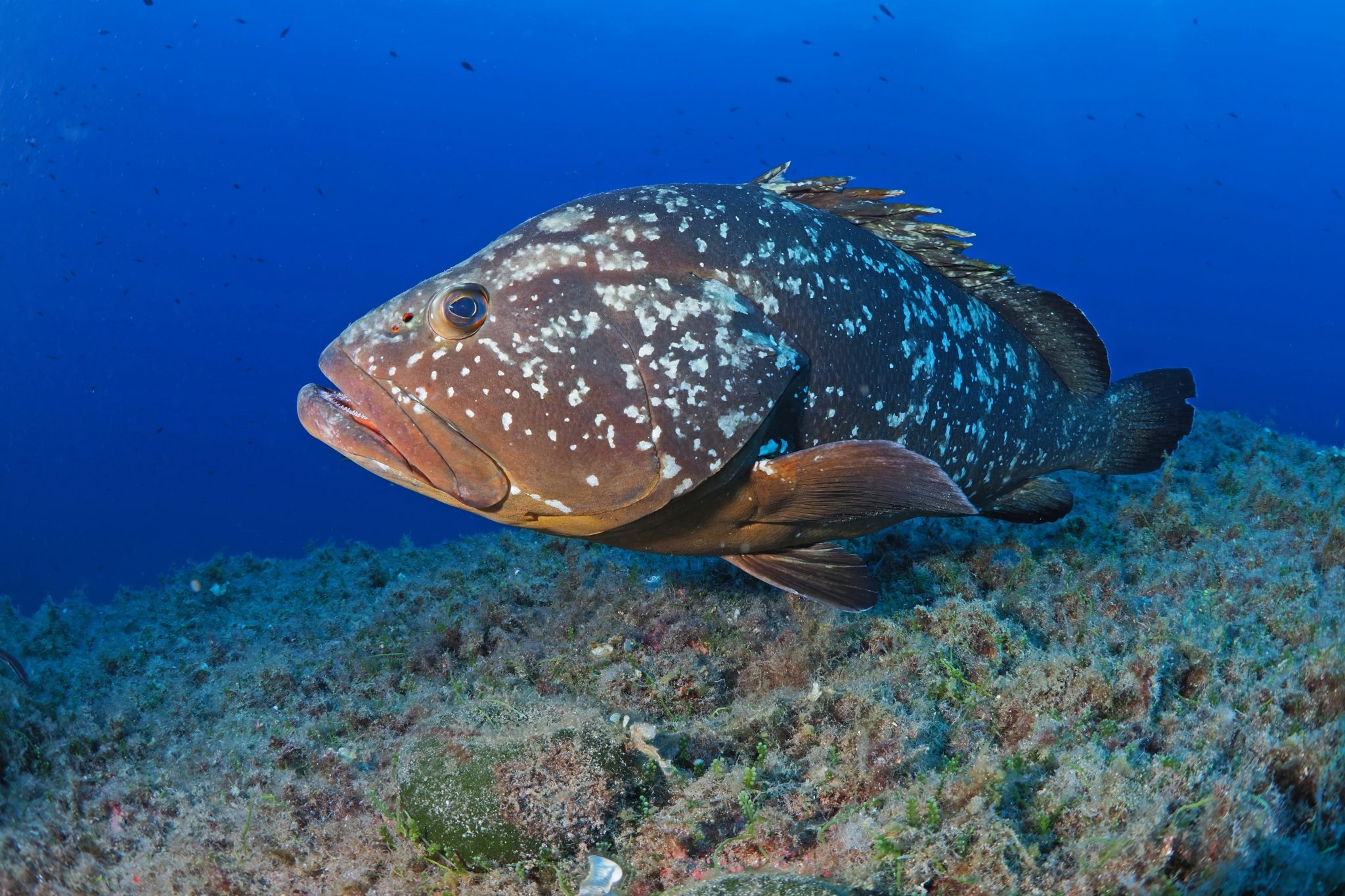 Mero (Epinephelus marginatus) – INVENTARIO DIETA MEDITERRANEA