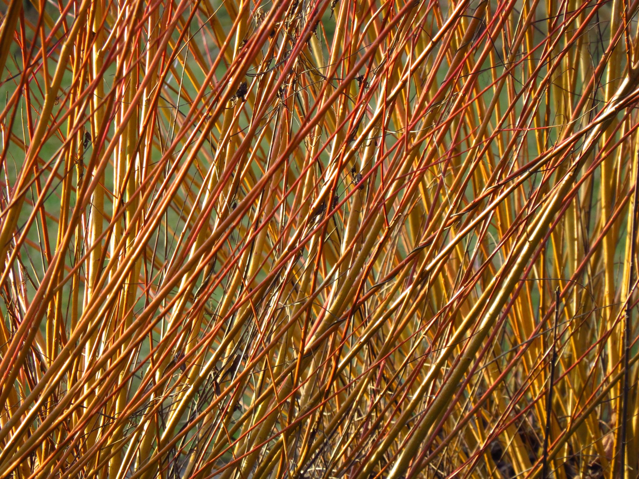Cultivo del mimbre – INVENTARIO DIETA MEDITERRANEA