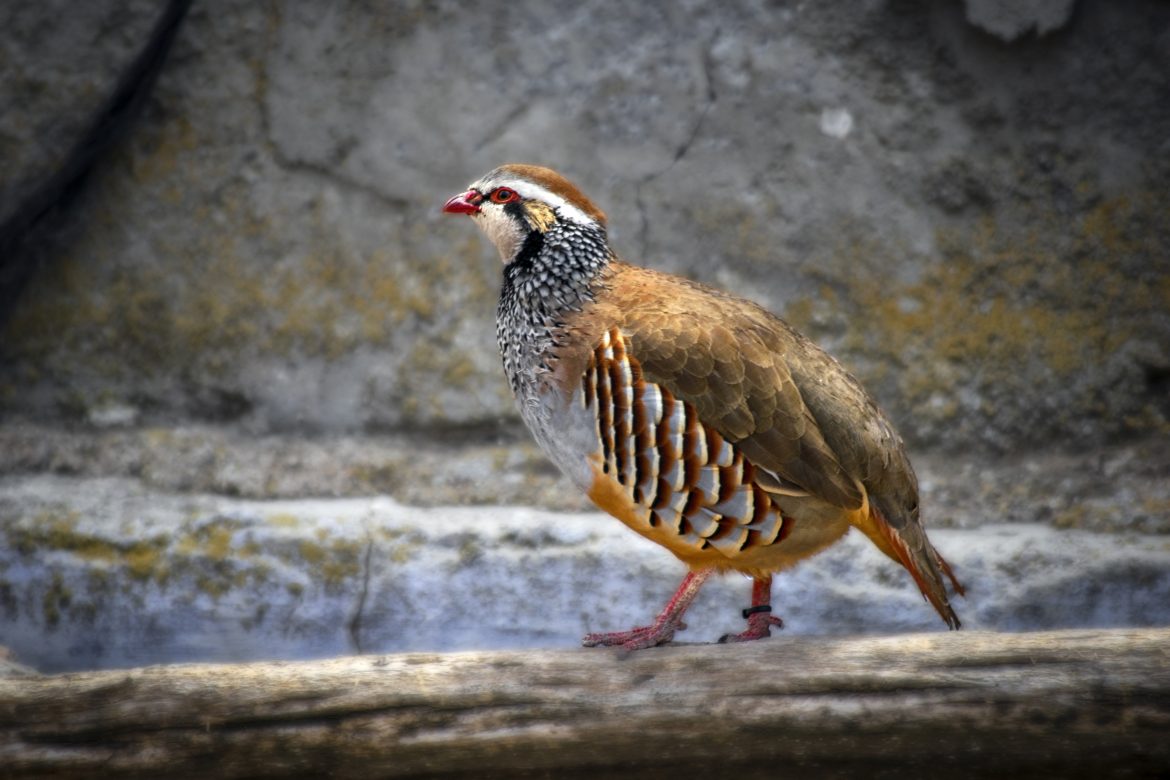 Perdiz estofada o a la toledana – INVENTARIO DIETA MEDITERRANEA